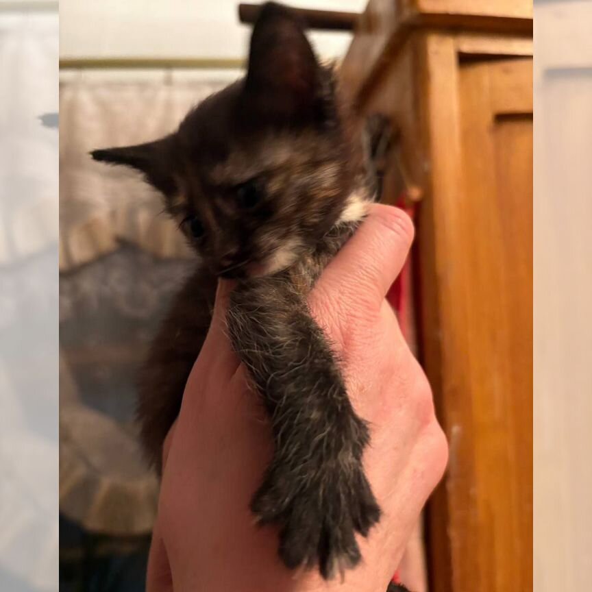 Невский маскарадный котёнок