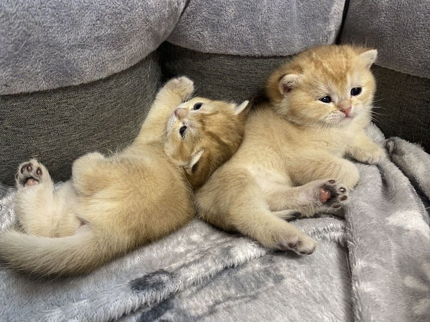 Котёнок золотистой британской шиншиллы(Девочка)