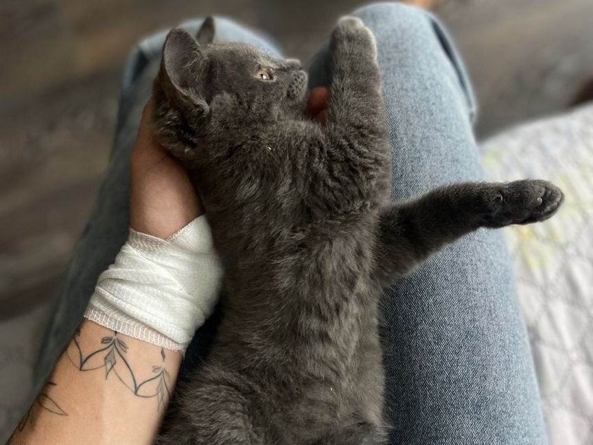 Котенок метис ищет дом, бесплатно