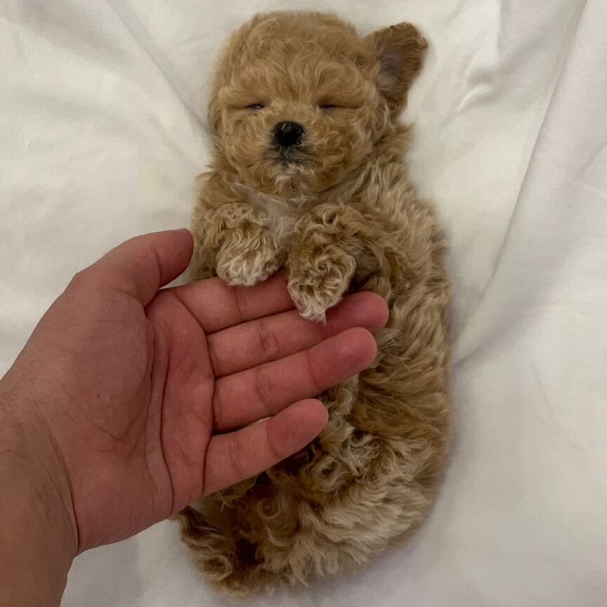 Мальтипу, щенок