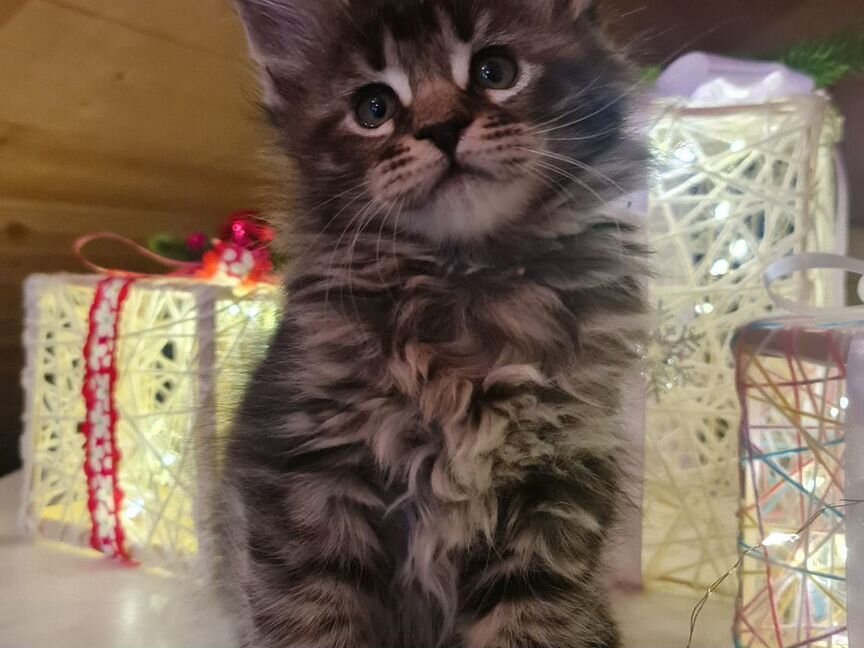 Мейн-кун девочка