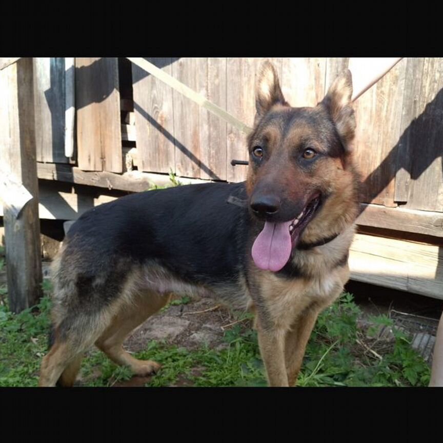 Немецкая овчарка, взрослый пёс