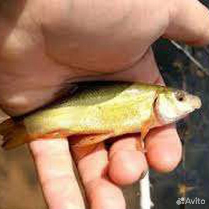 Линь, вьюн, карась