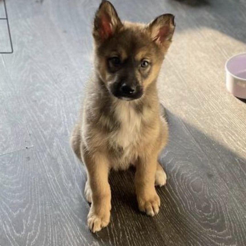 Щенок Миша в добрые руки