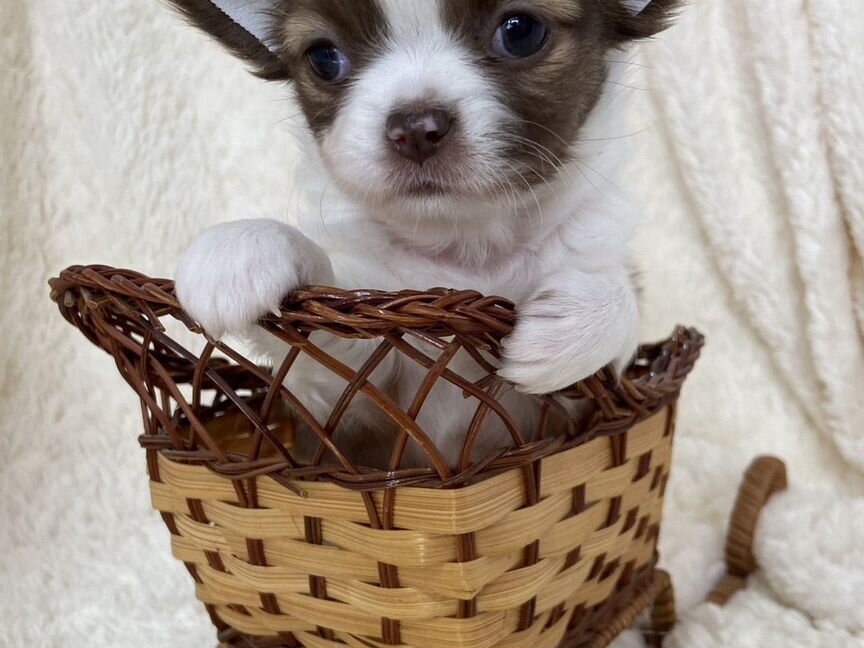 Чихуахуа длинношерстная девочка