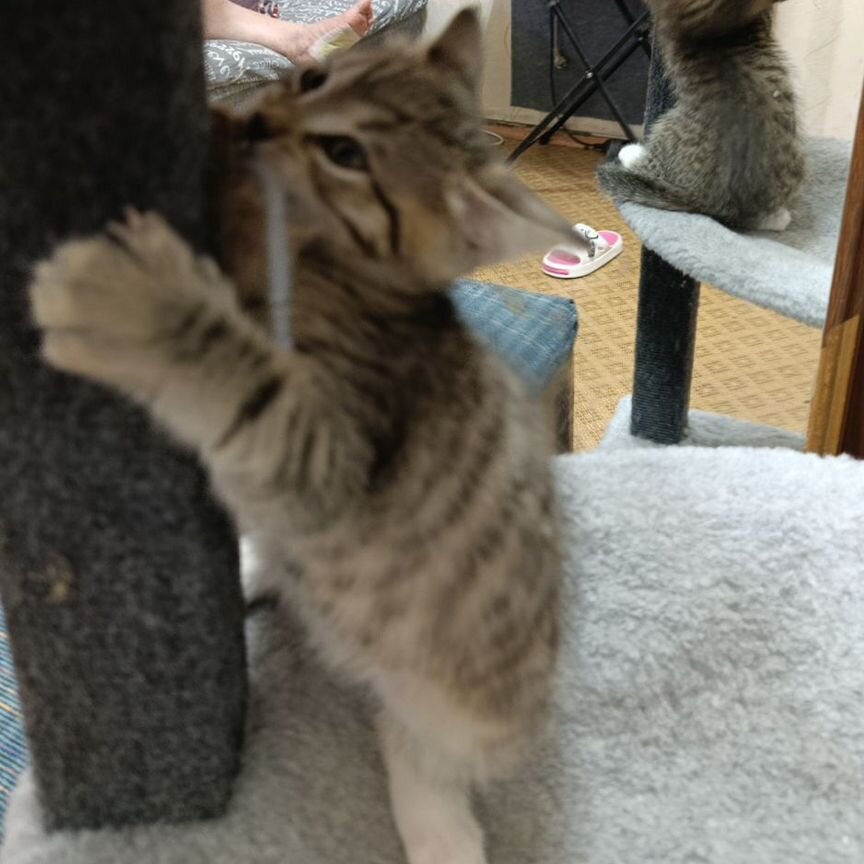 Анатолийский котёнок