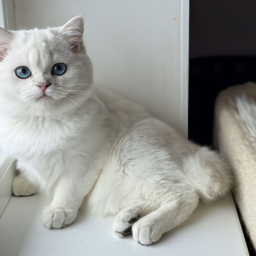 Шотландский прямоухий короткошёрстный котёнок