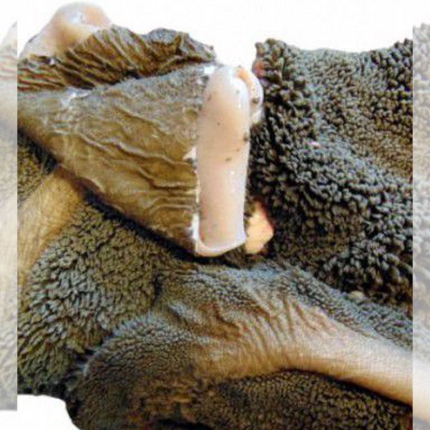 Корма для животных