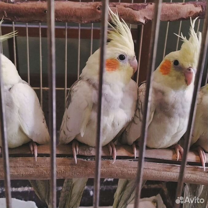 Птенцы кореллы 3 месяца