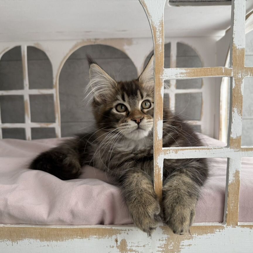 Мейн кун кот