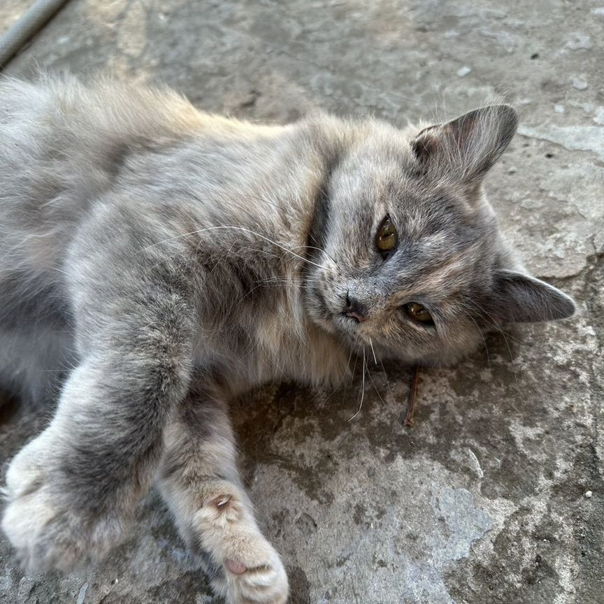 Ласковая кошка