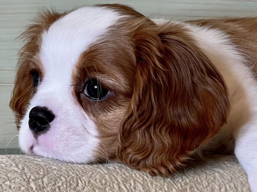 Девочка Кавалер кинг чарльз Спаниель