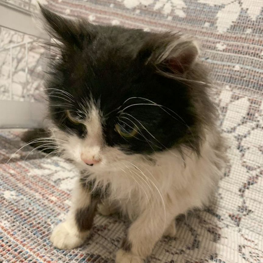 Бездомная кошка