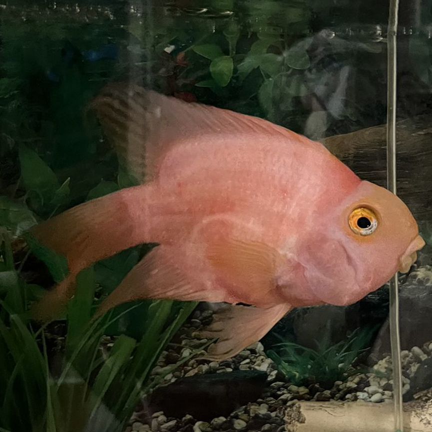 Рыба Попугай красный