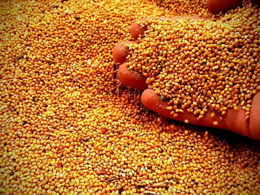 Просо красное