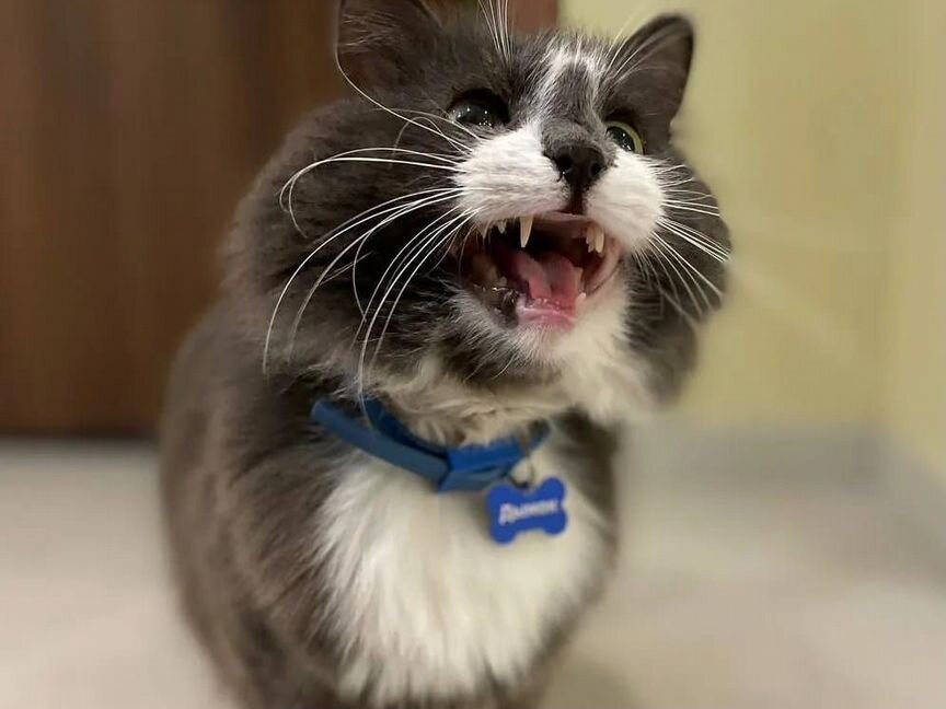 Семья, заметьте меня, ну пожалуйста