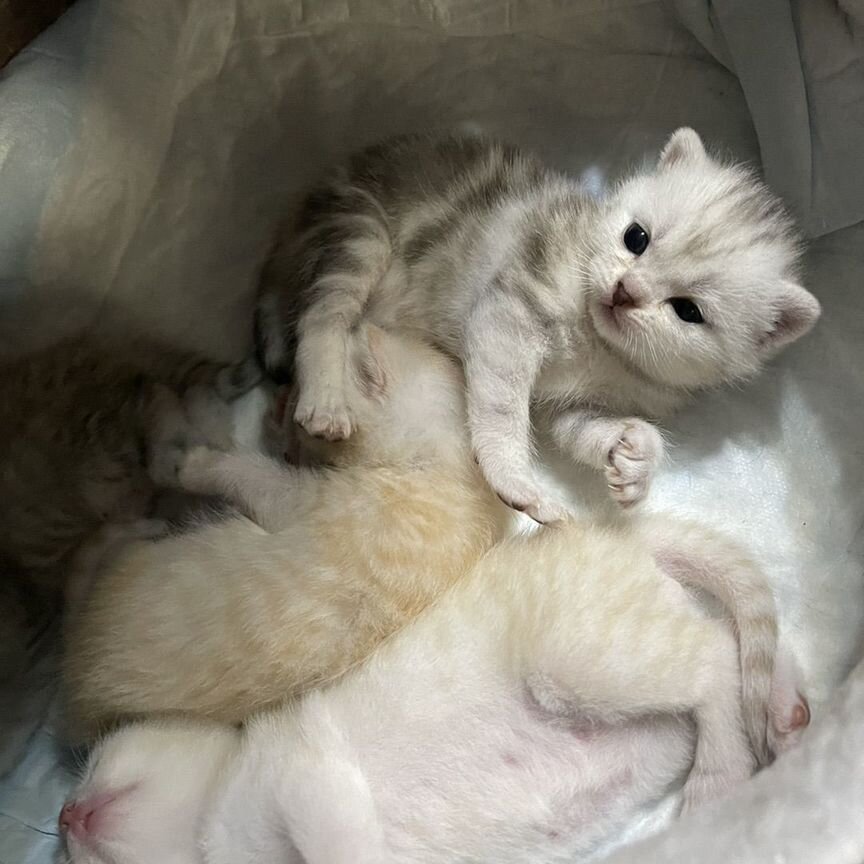 Шотландские котята