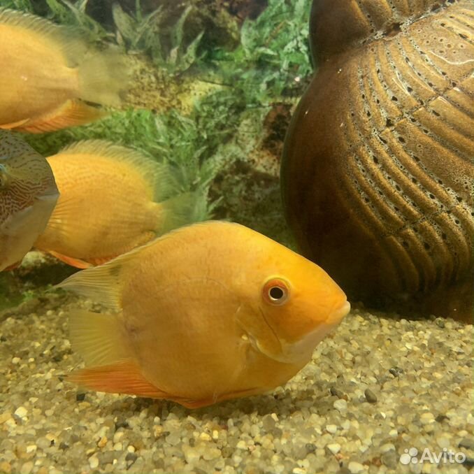 Рыбки цихлиды - северум золотой