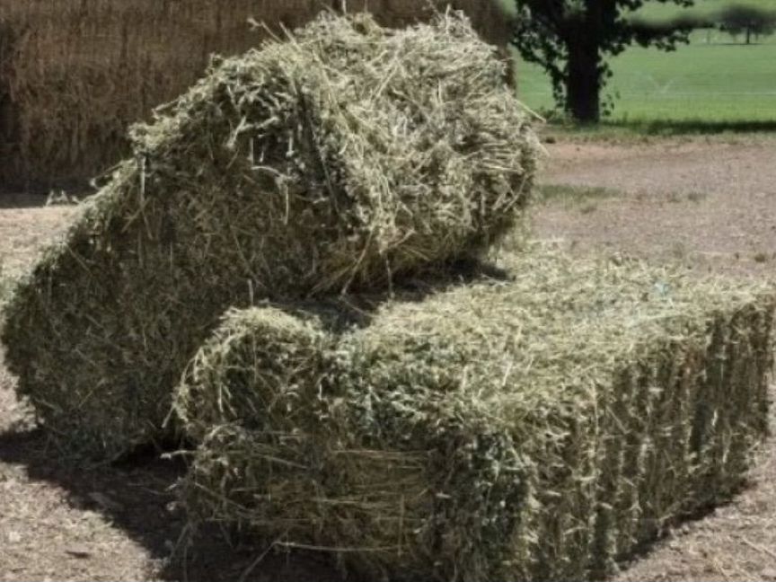 Сено в тюках разнотравие