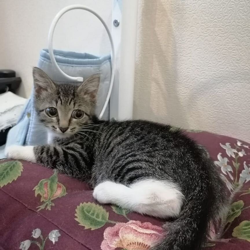 Котенок Бусинка