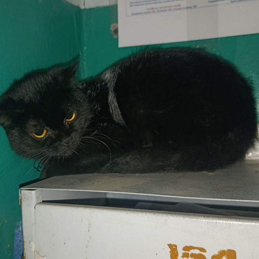 Взрослая, кошка в добрые руки