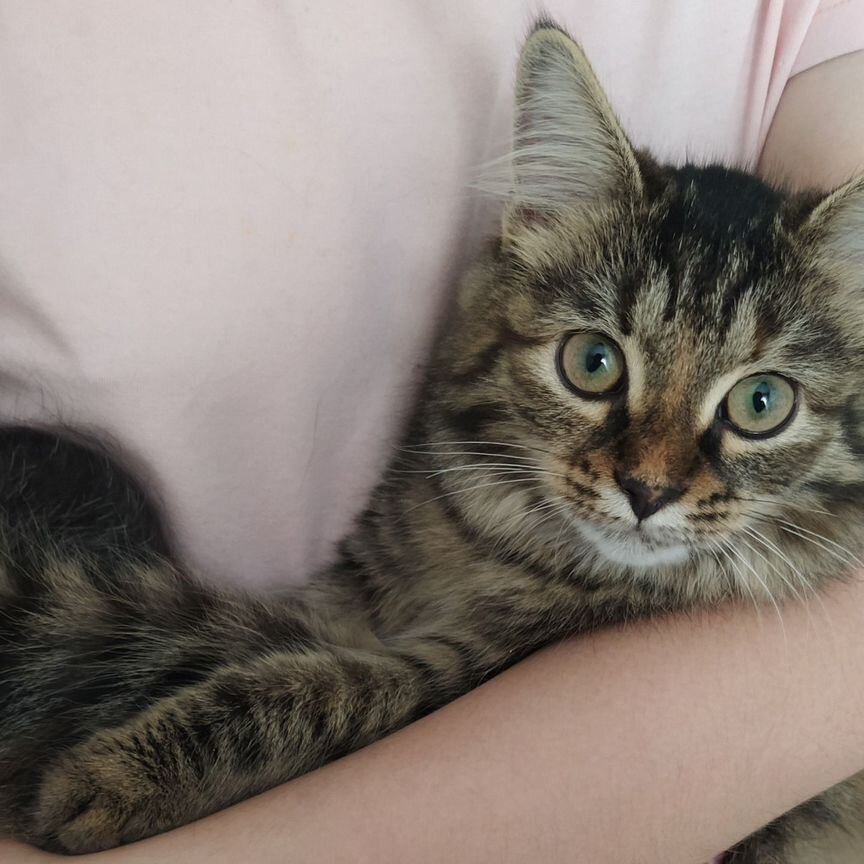 В добрые руки счастливый котёнок, девочка