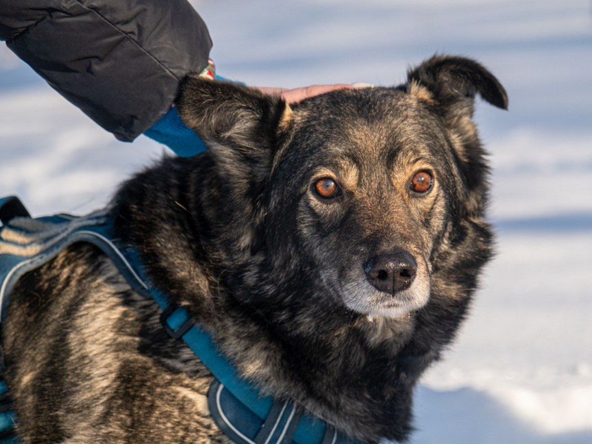 Серая Шейка-спокойная старушка из приюта