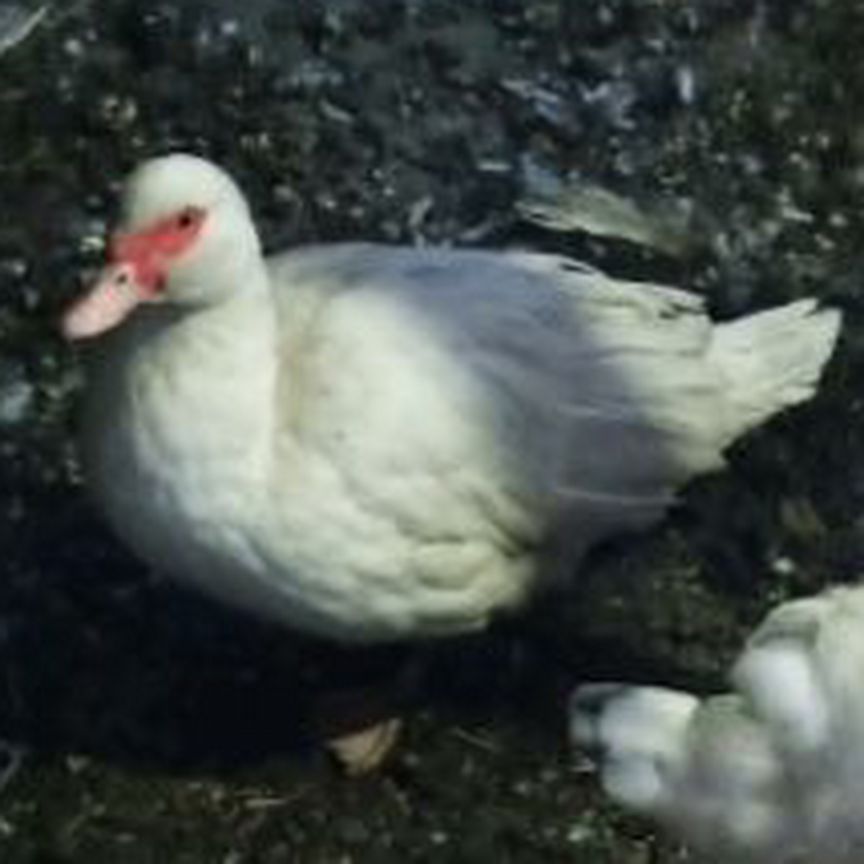 Индоутка мускусная утка