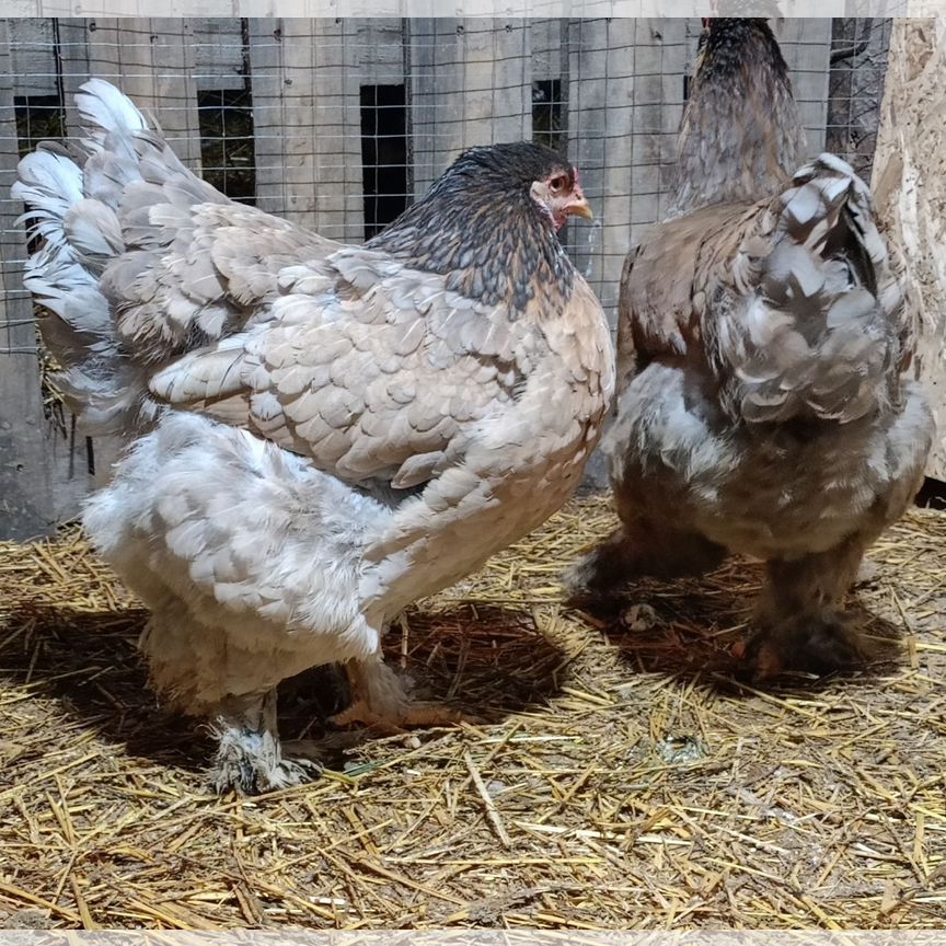 Продам молодую семью брама Голубо-палевая