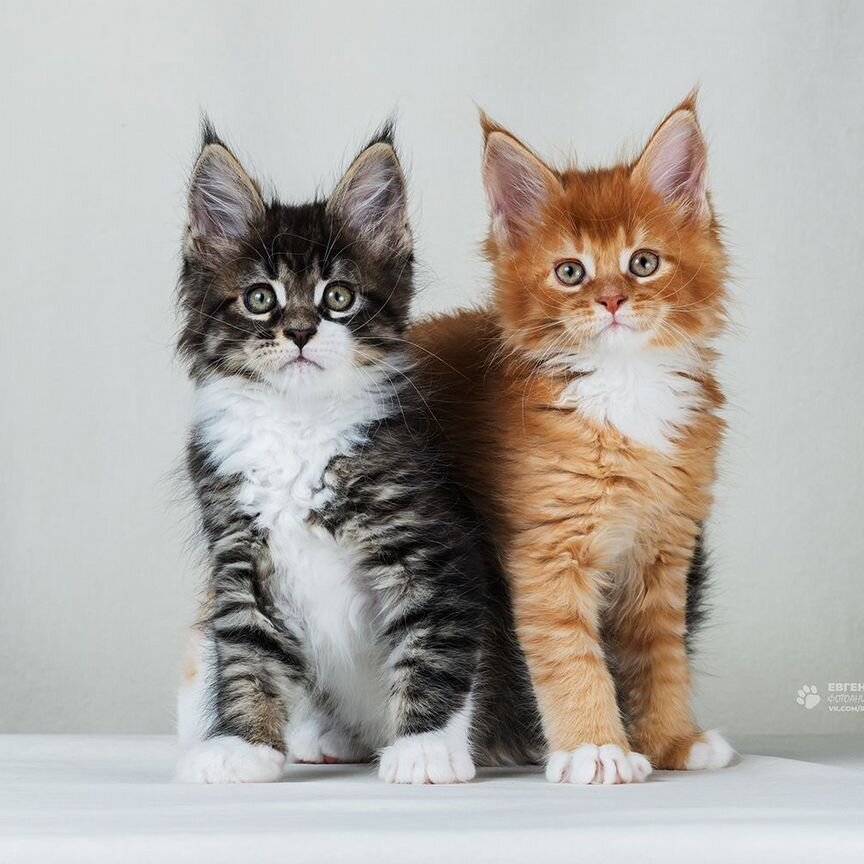 Мейн-кун котята