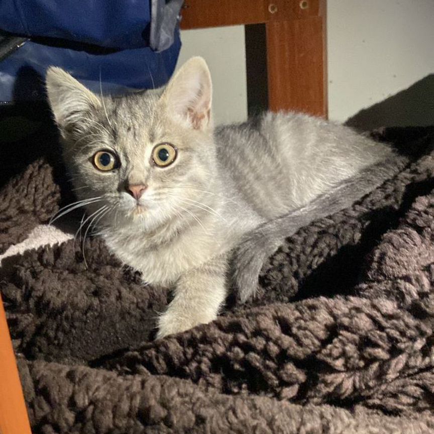 Котёнок мальчик