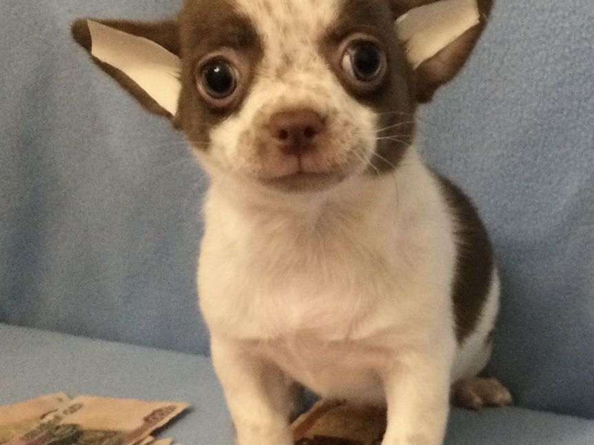 Девочка Веснушка