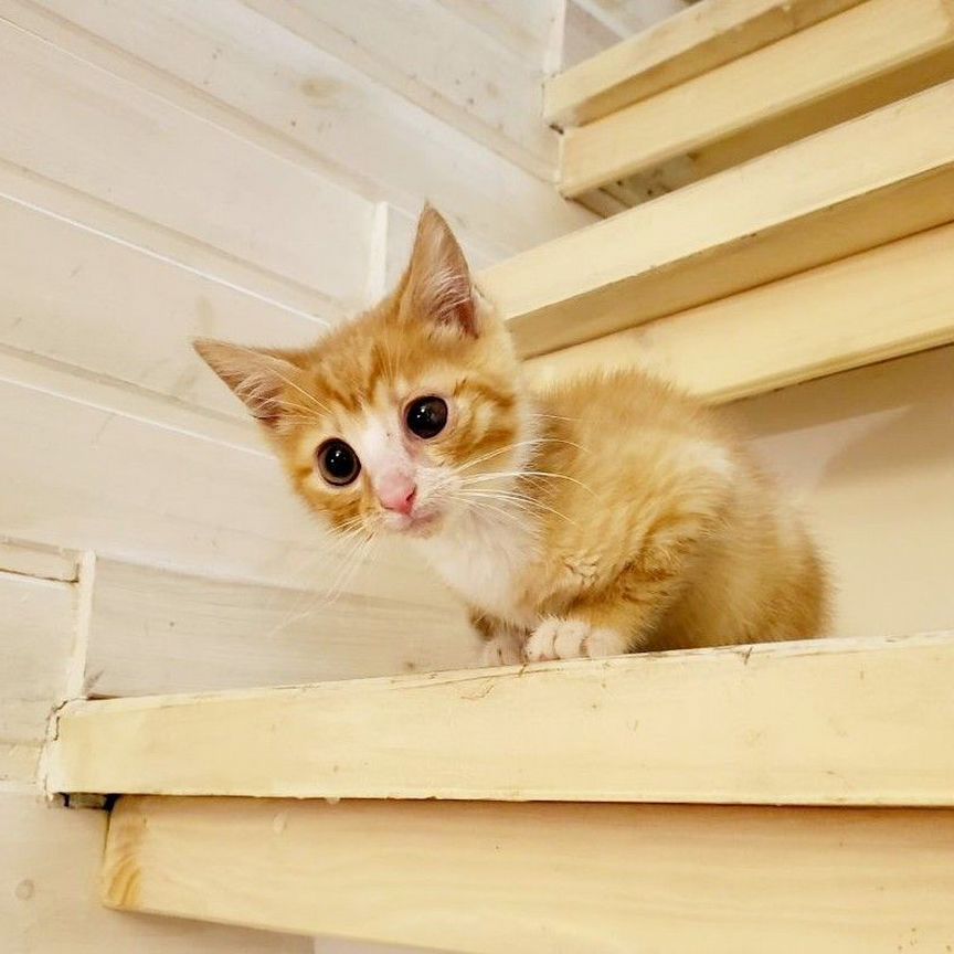 Котенок девочка лапочка ласкунья. Ищет дом