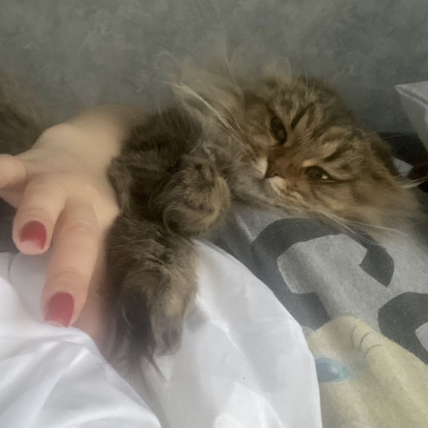 Котик на вязку