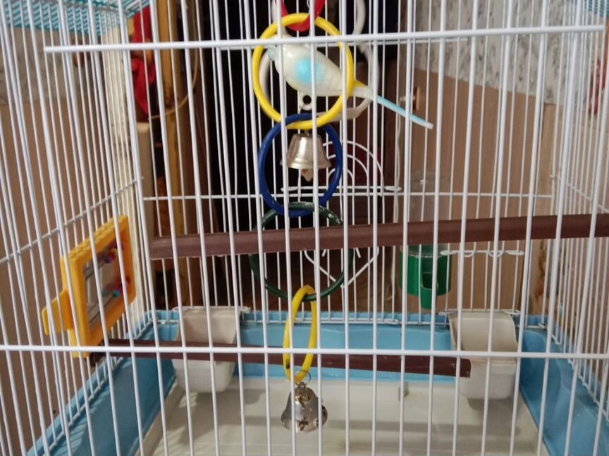 Клетка для попугая бесплатно