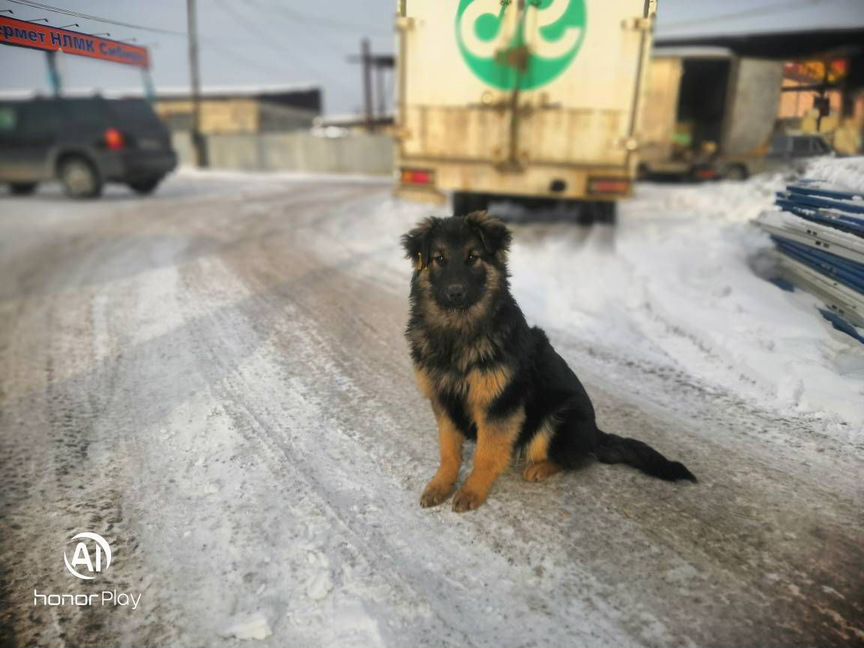Отдам в хорошие руки щенков