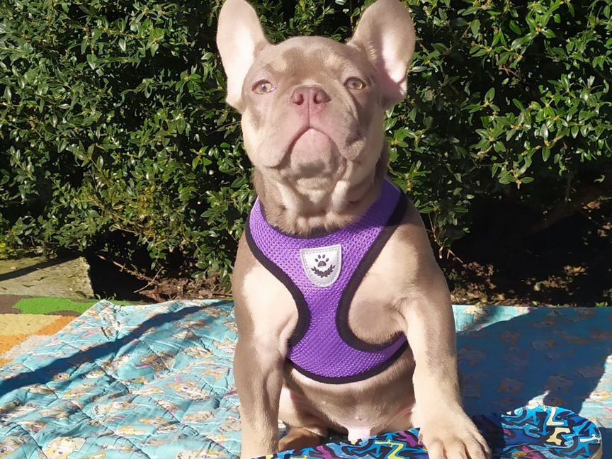 Французский бульдог щенки