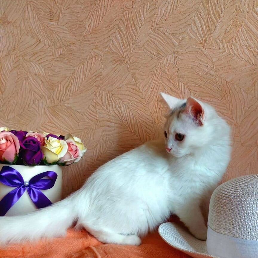 Мята успокоит вам нервы