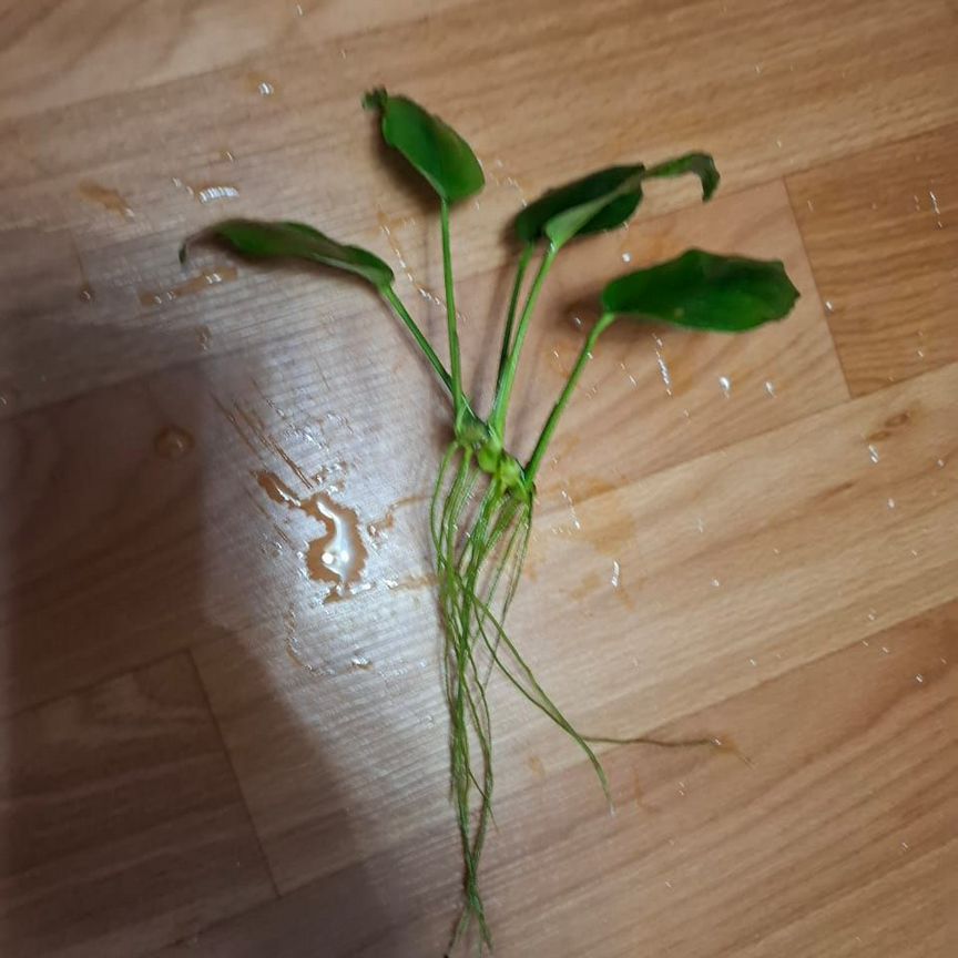 Продам анубиас нано