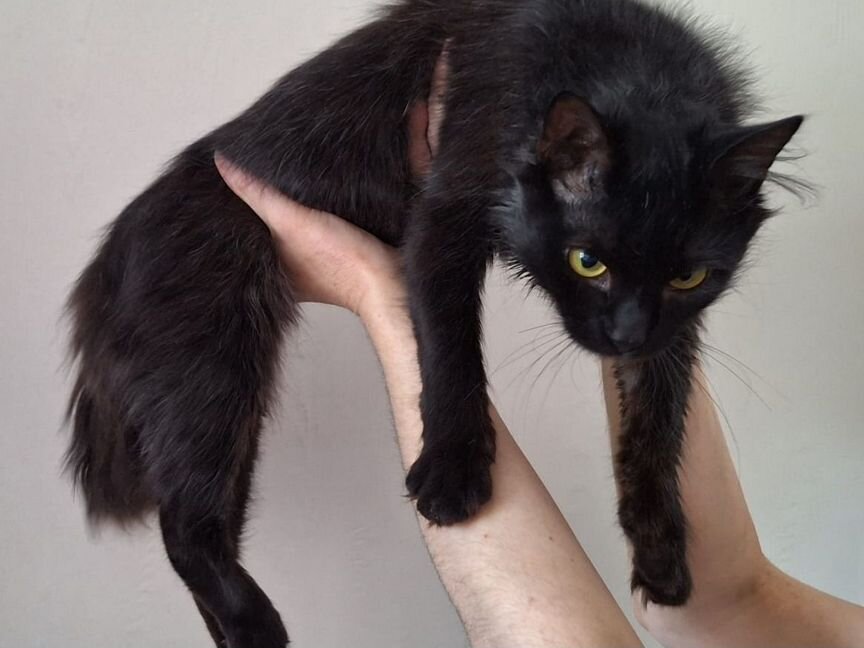 Отдаю котенка