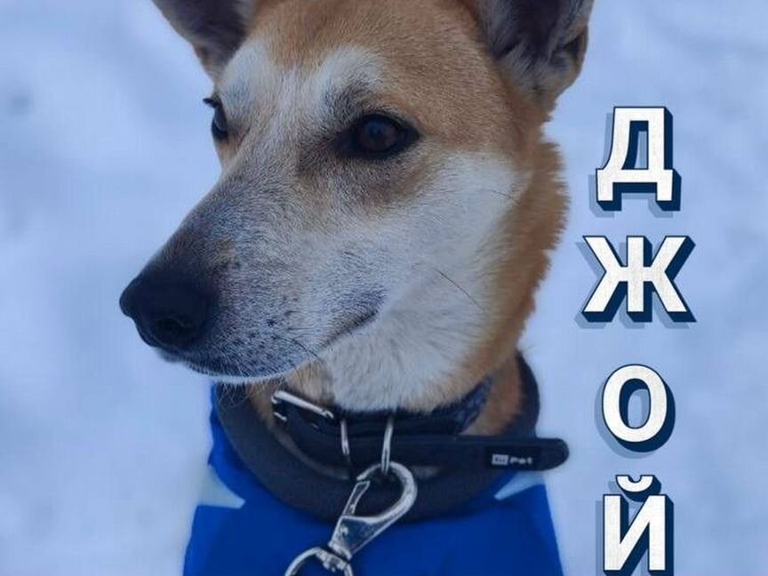 Собака левретка