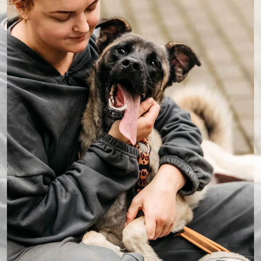 Щенок в добрые руки