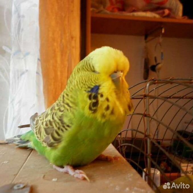 Попугай волнистый Чех выкормыш