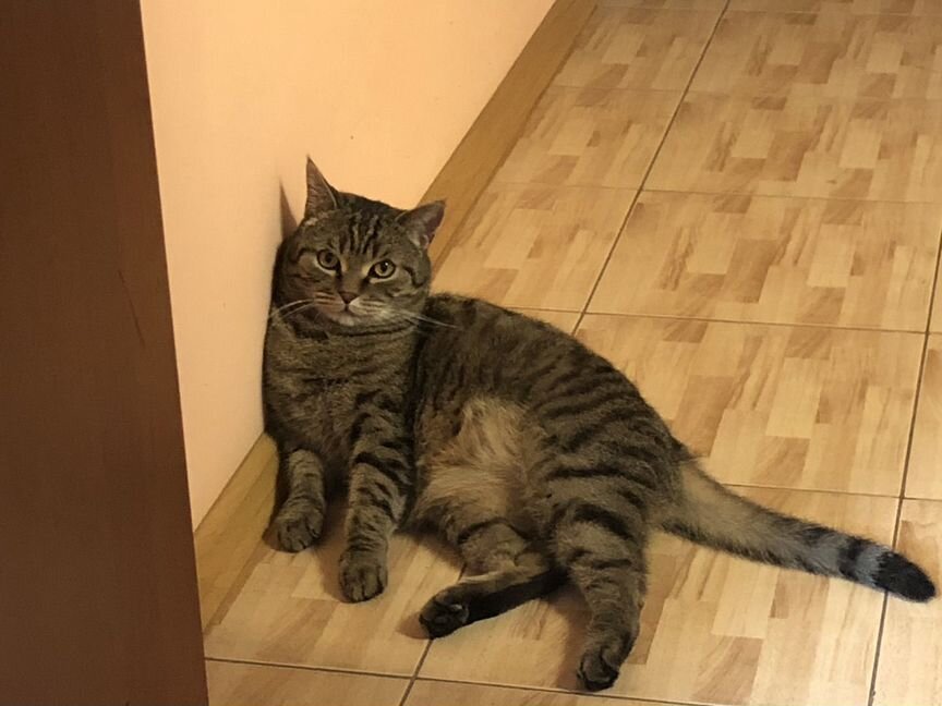 Отдам кота в хорошую семью, добрые руки