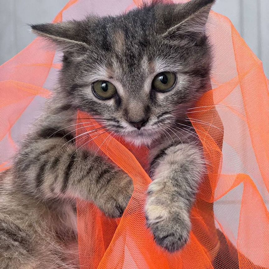Котенок в семью