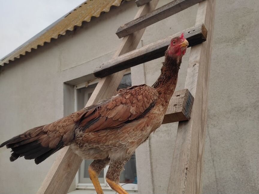 Продам бойцовых курей