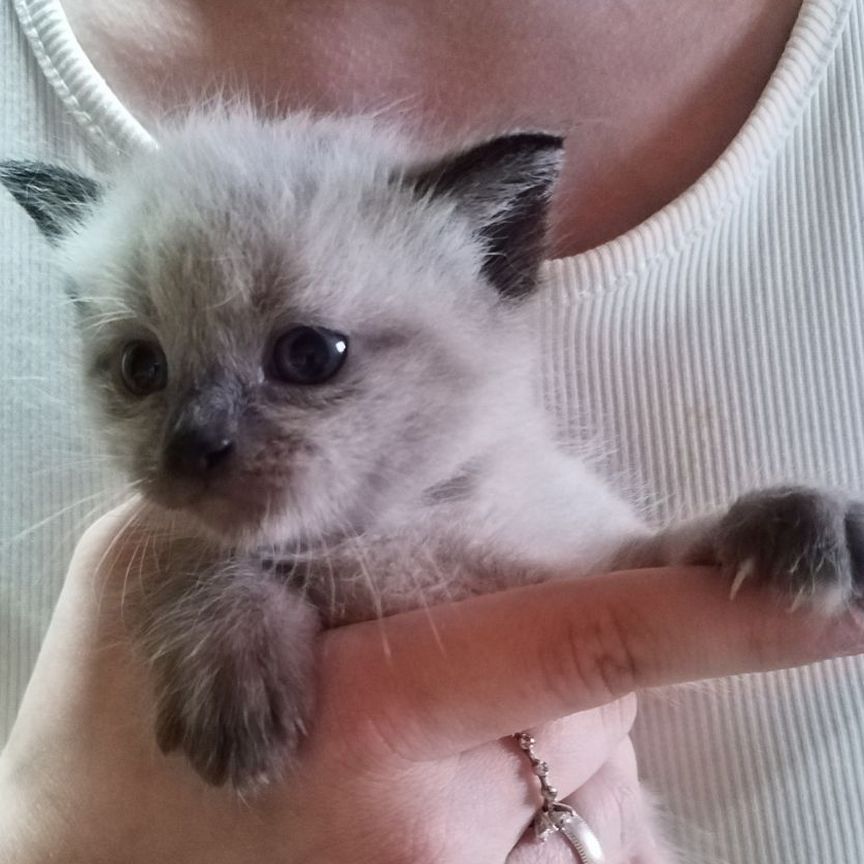 Котята