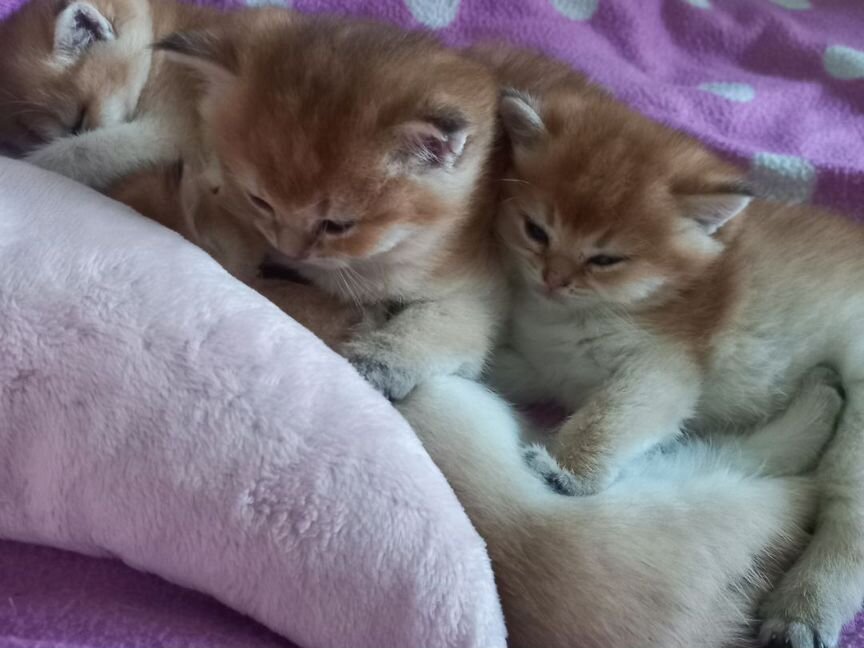 Котята.Британские. золотые шиншиллы