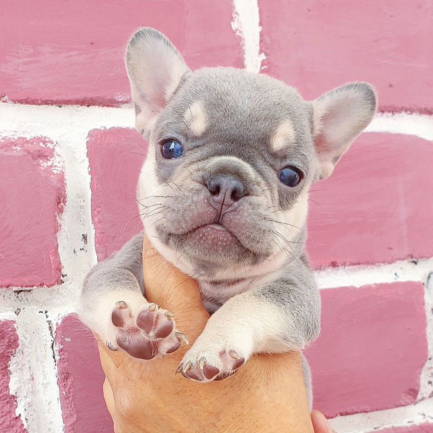 Лиловые французы