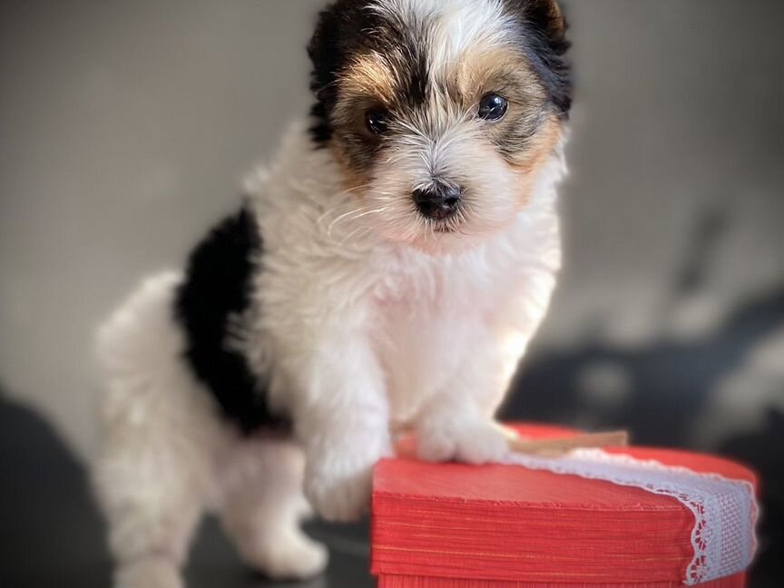 Бивер мальчик